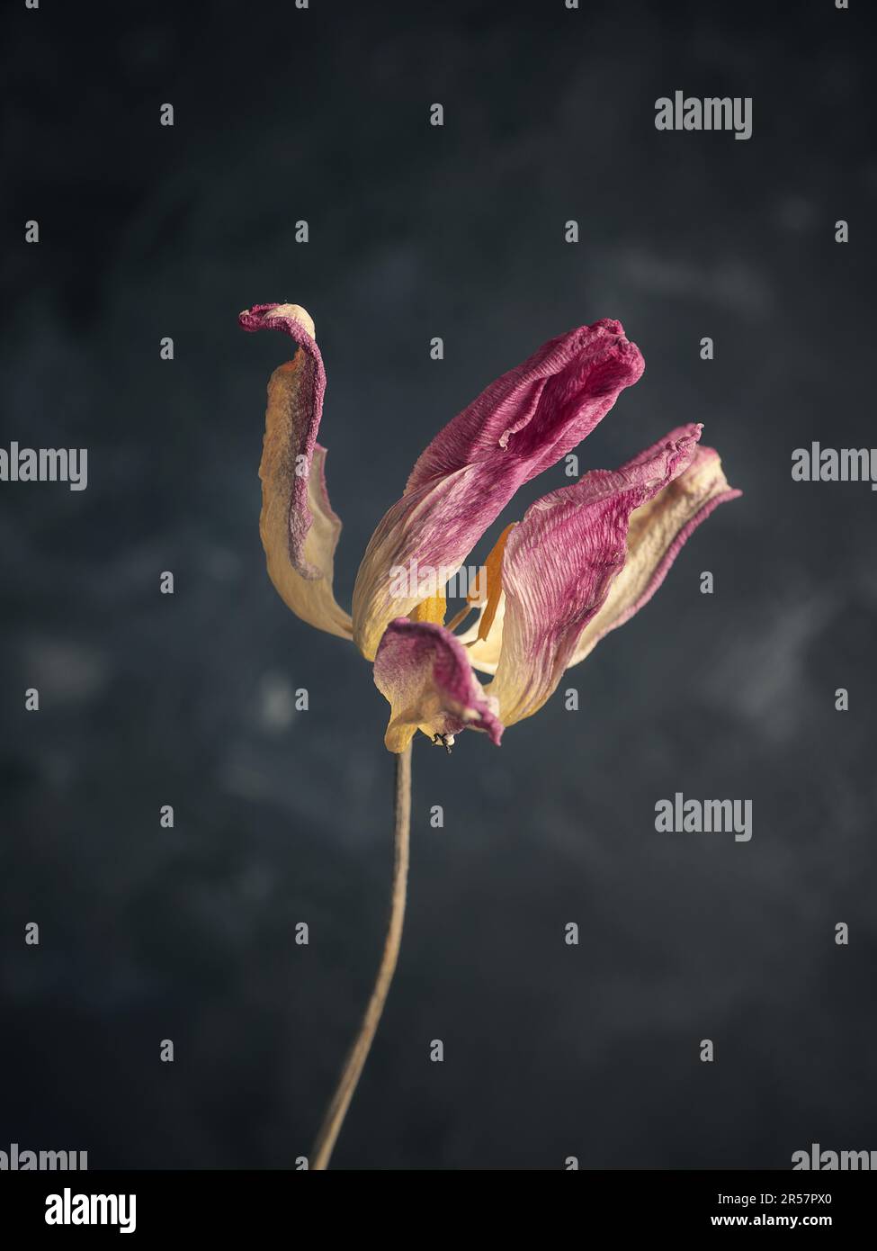 Old withered purple tulip on a dark background, Past beauty with ...