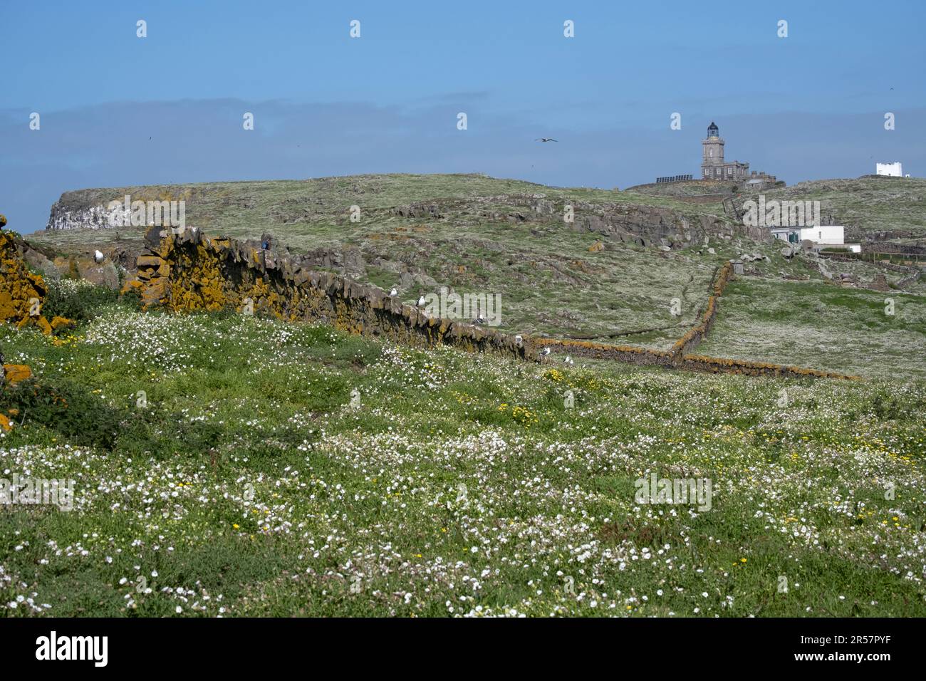 The beautiful nature reserve at the Scottish Isle of May Stock Photo ...