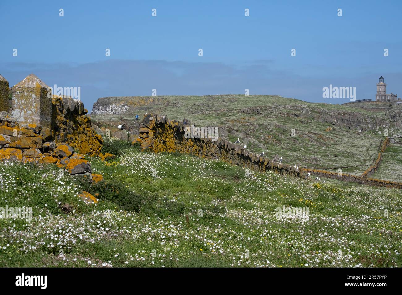 The beautiful nature reserve at the Scottish Isle of May Stock Photo ...