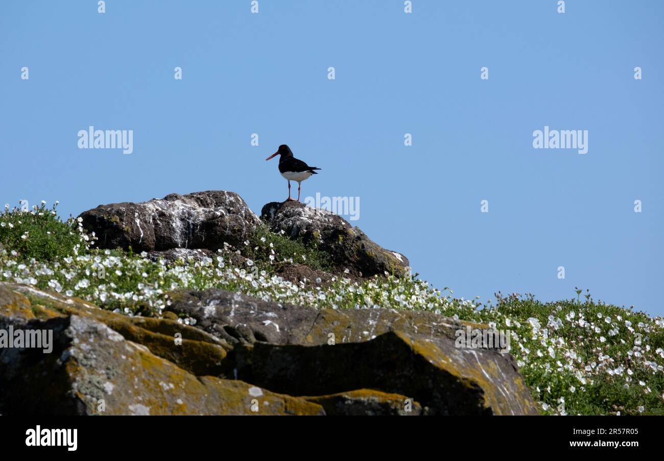 The beautiful nature reserve at the Scottish Isle of May Stock Photo ...