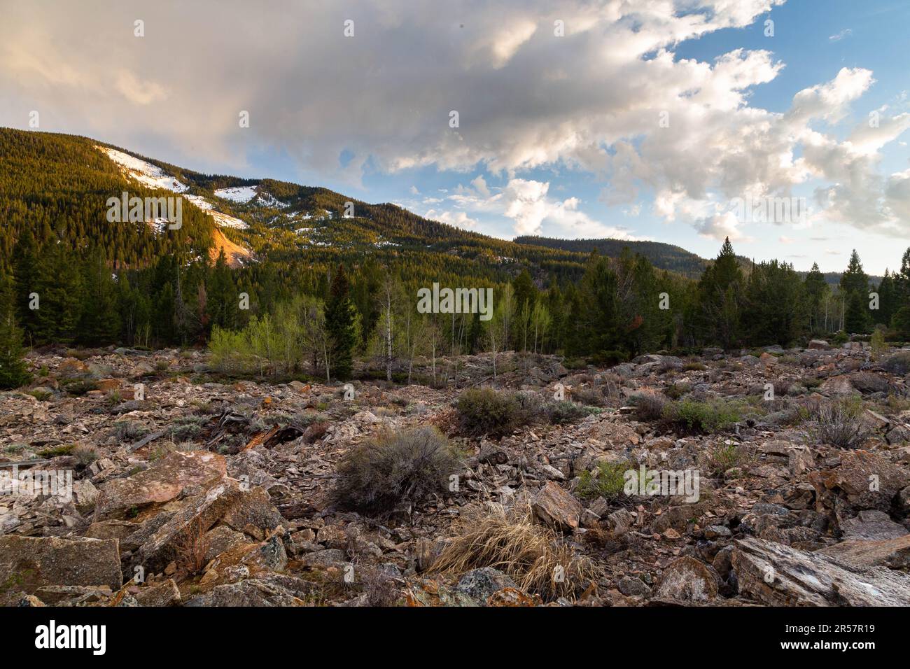 Trees and bushes growing out of the landslide debris below the Gros ...
