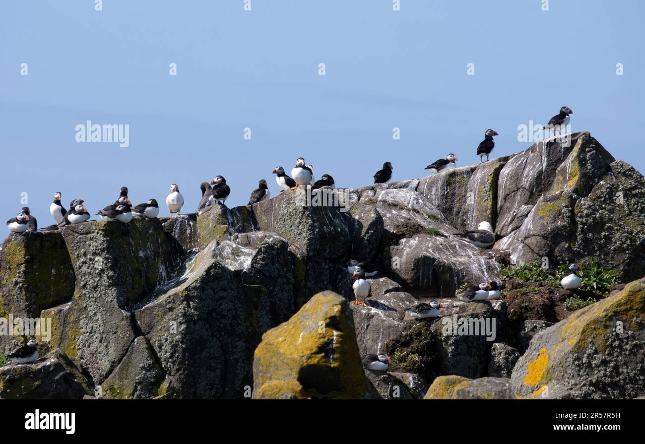 Puffins at the beautiful nature reserve at the Scottish Isle of May,UK ...