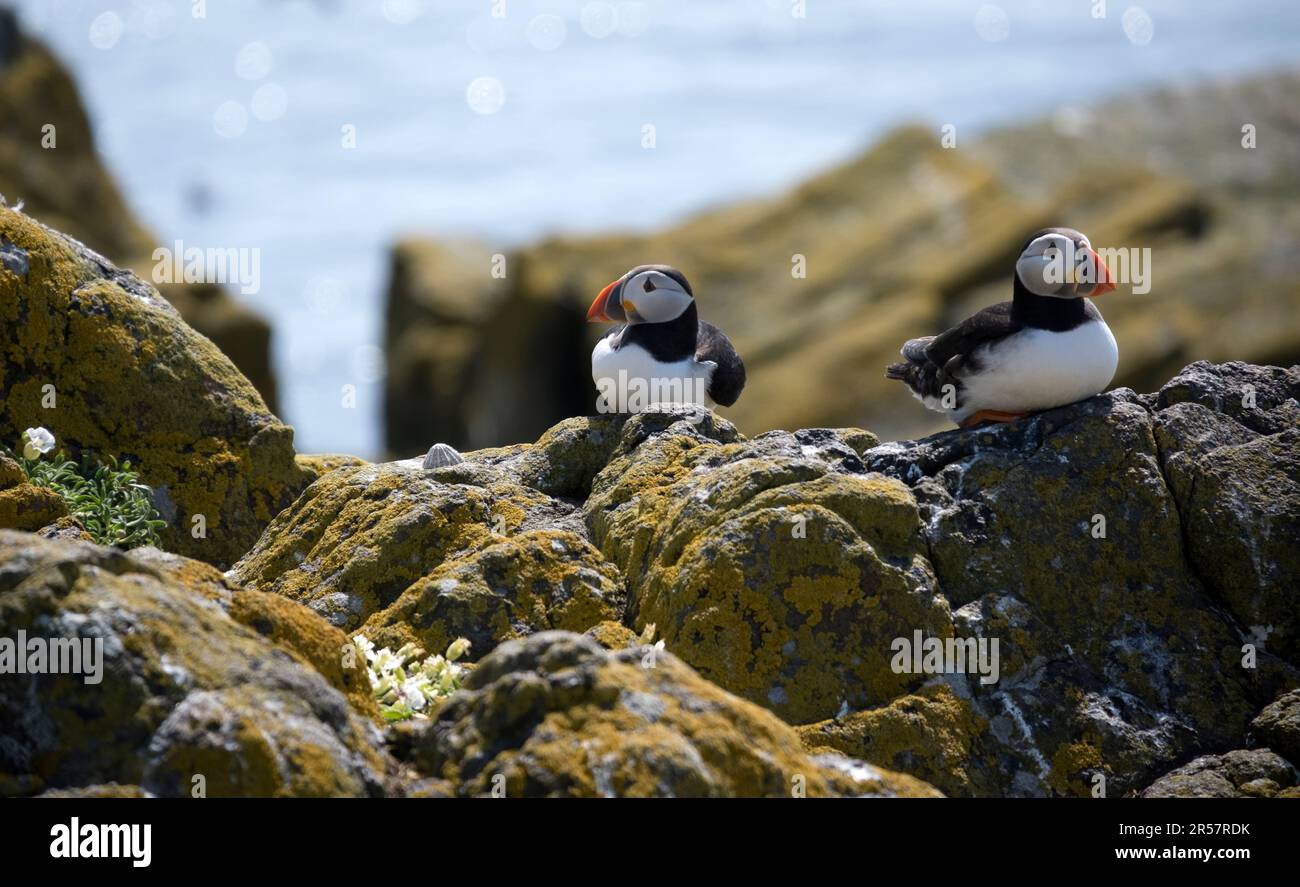 Puffins at the beautiful nature reserve at the Scottish Isle of May,UK ...