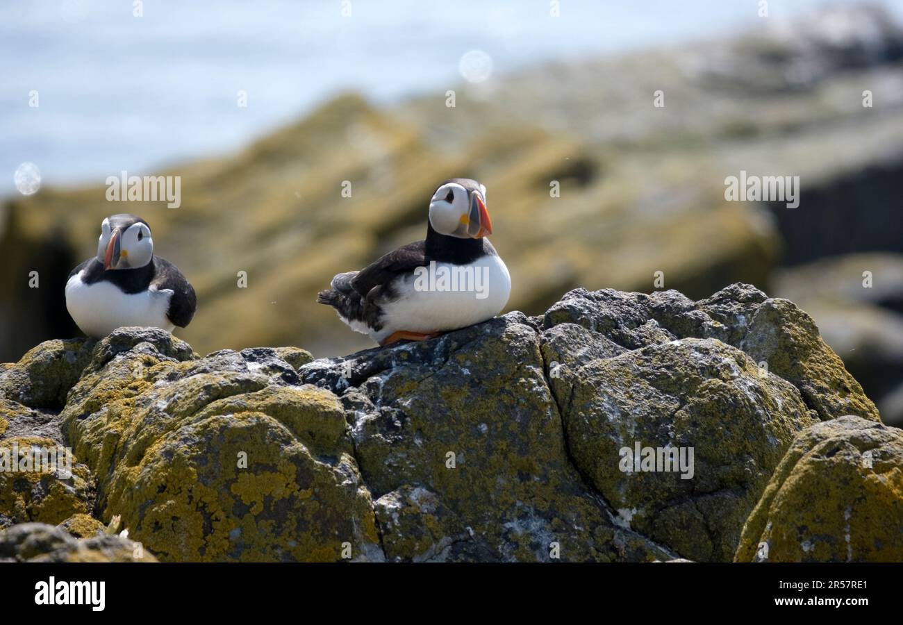 Puffins at the beautiful nature reserve at the Scottish Isle of May,UK ...