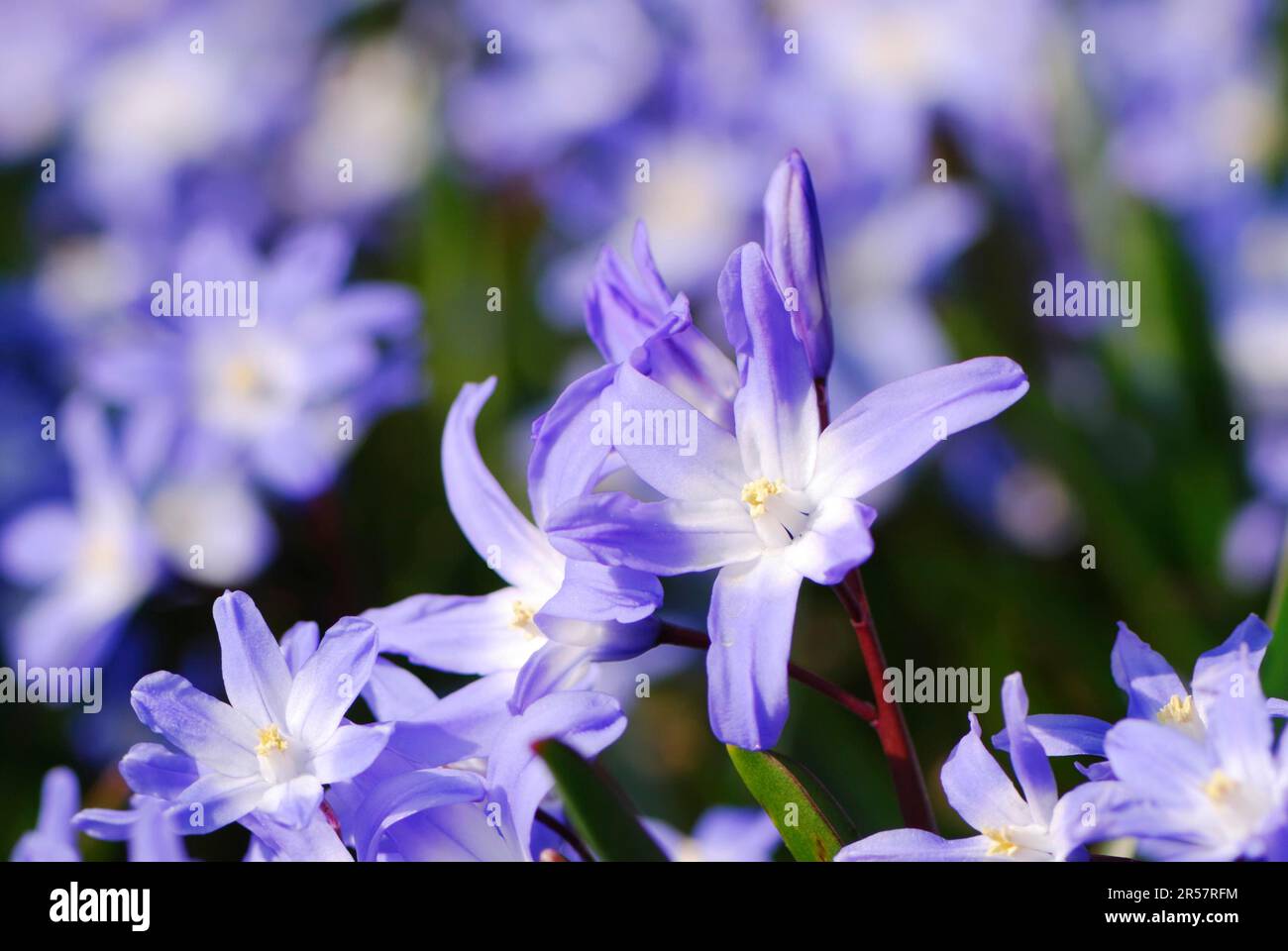 Purple scilla hi-res stock photography and images - Alamy