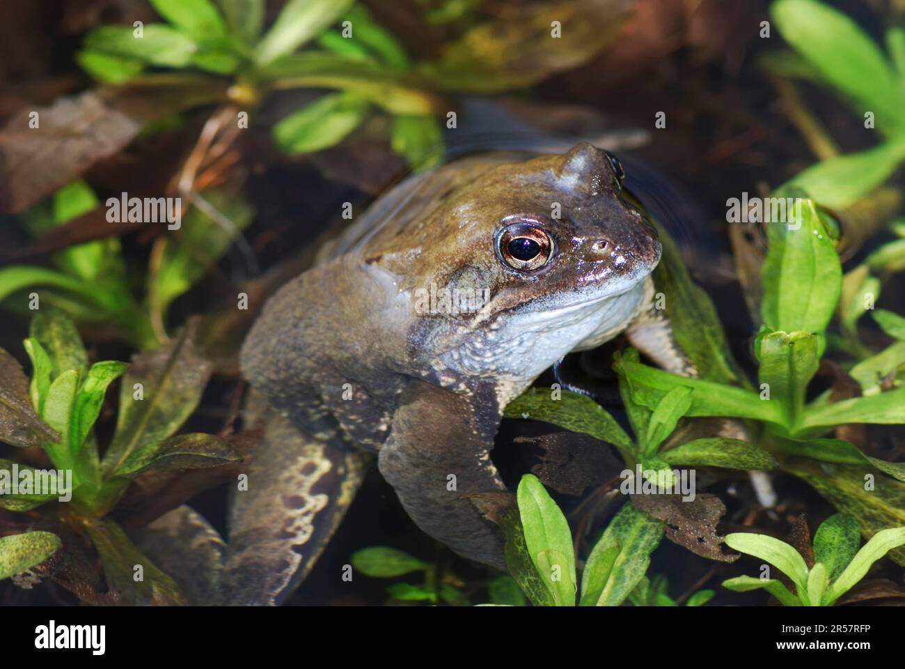 Toad in a small tarn Stock Photo - Alamy