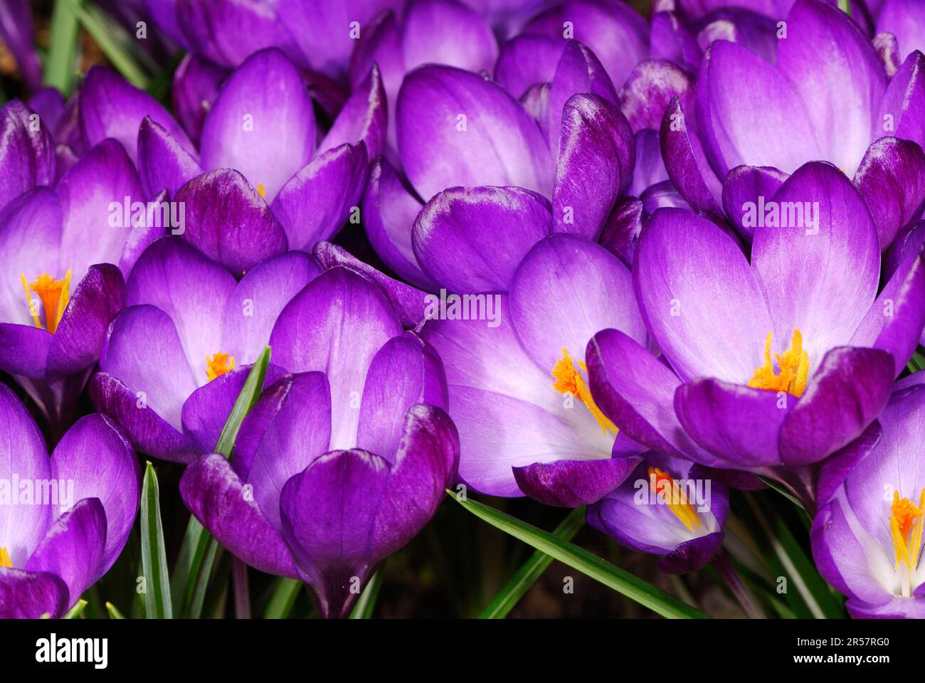 Spring scenic with crocus flowers Stock Photo - Alamy