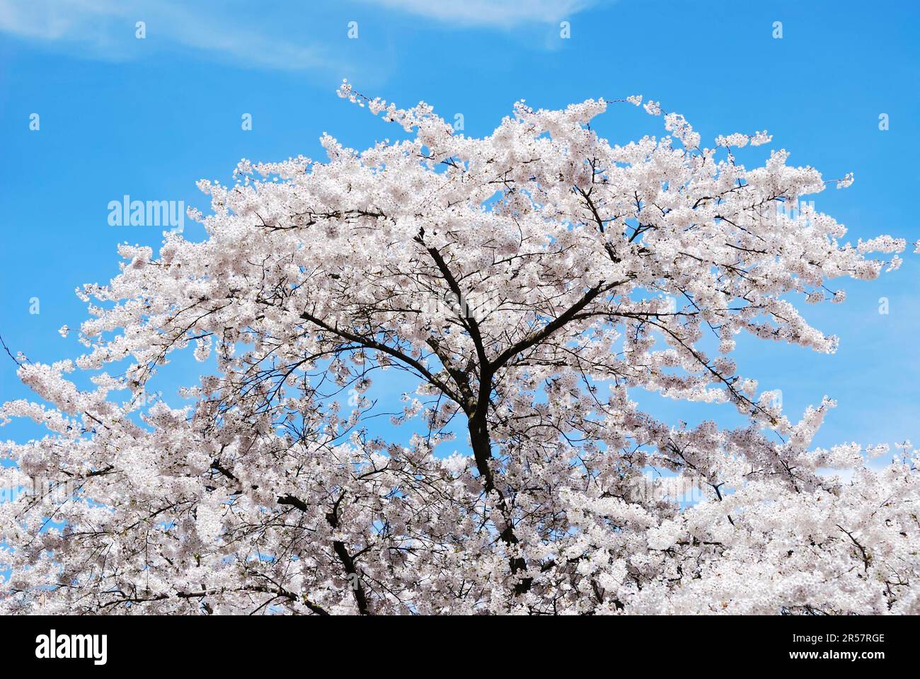 Spring time with a flowering cherry tree and blue sky Stock Photo - Alamy
