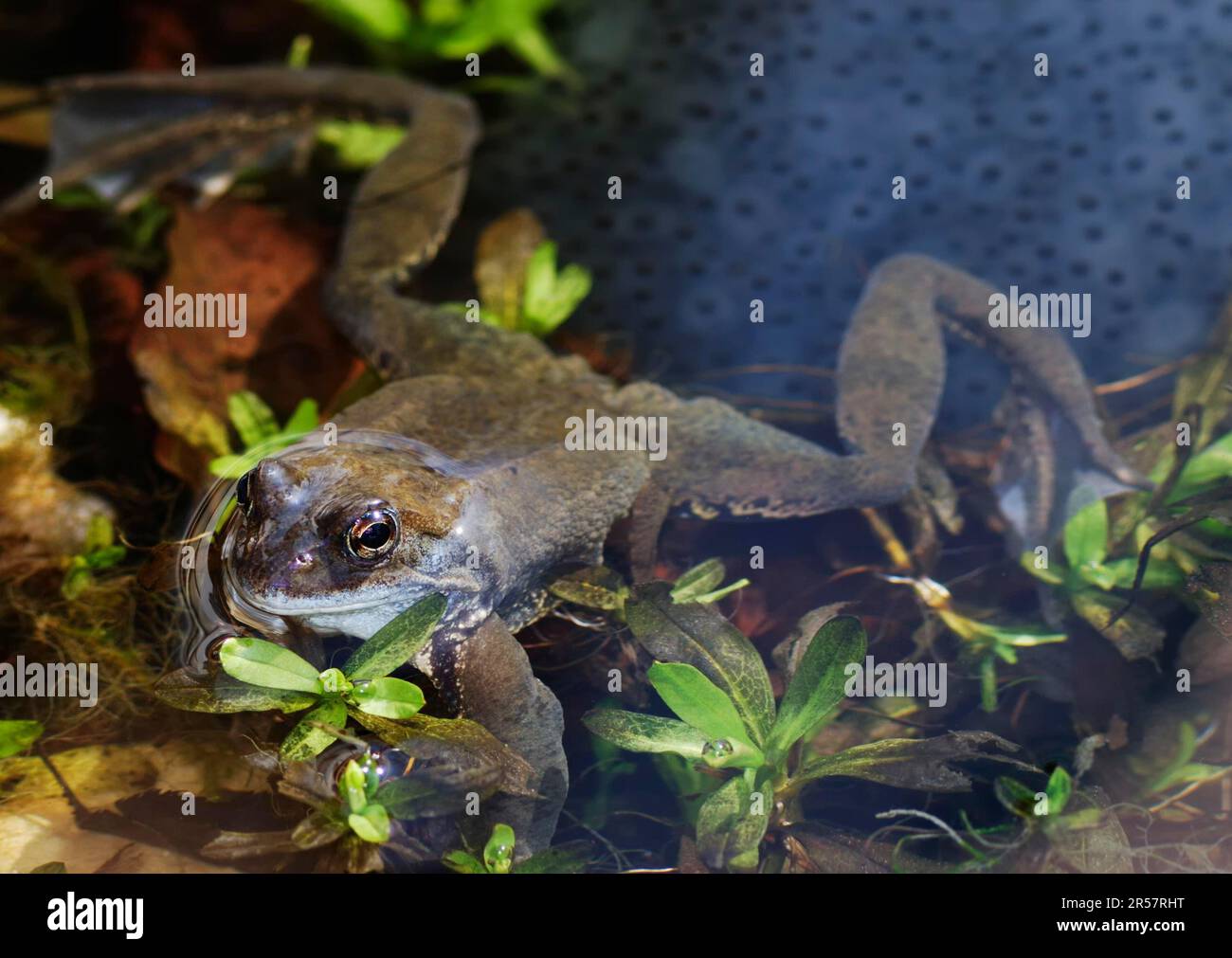 Frog spawn and a toad in a small tarn Stock Photo - Alamy