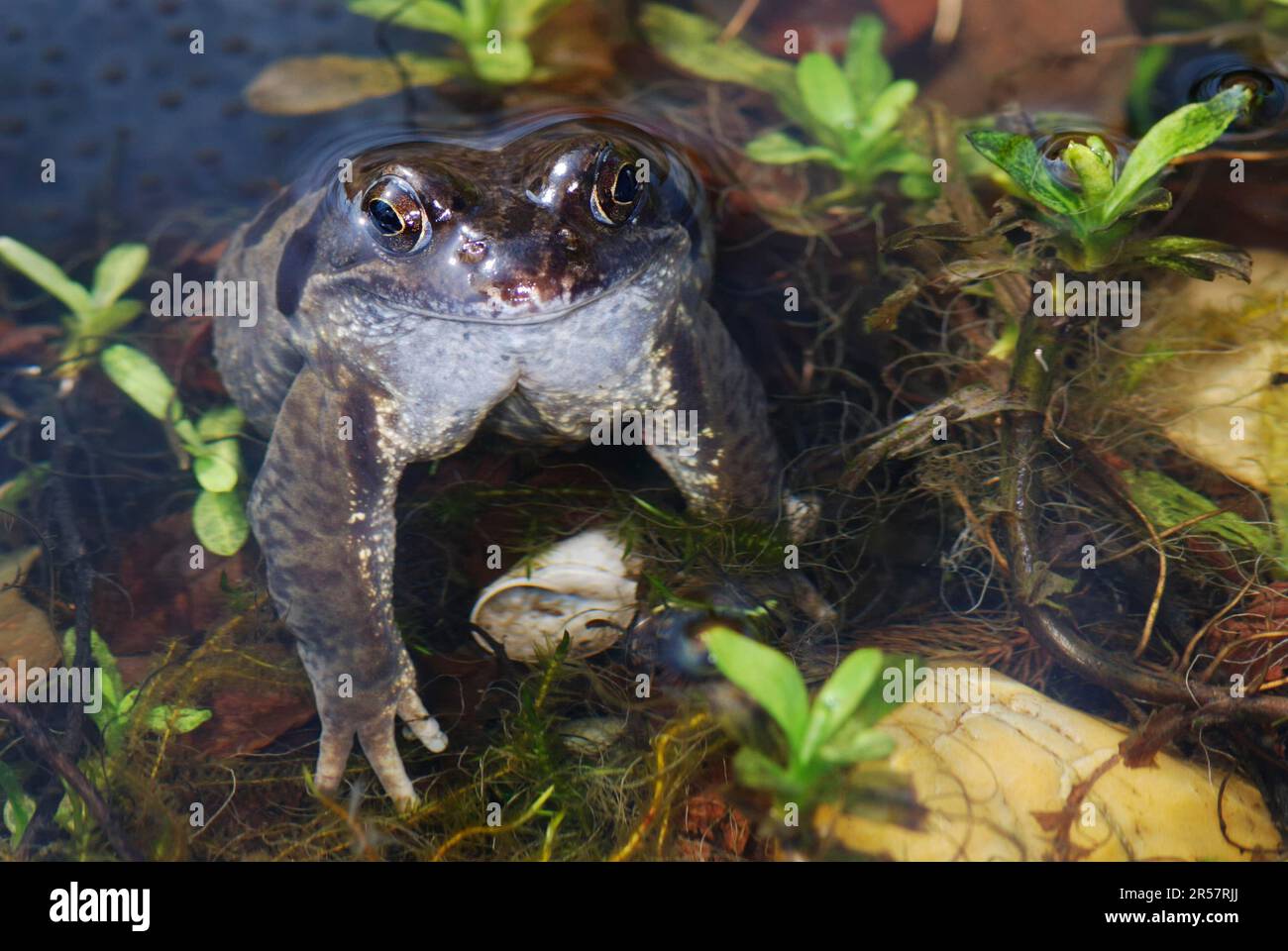 Frog spawn and a toad in a small tarn Stock Photo - Alamy