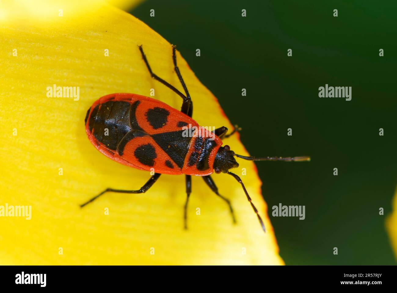 Flying beetle flower hi-res stock photography and images - Alamy