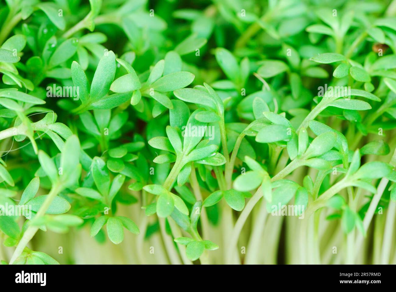 Watercress dish hi-res stock photography and images - Alamy