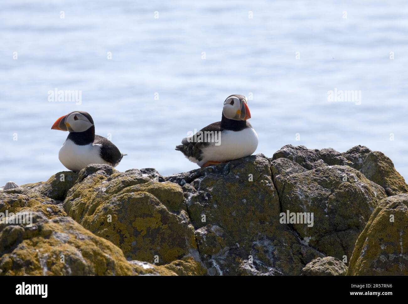 Puffins at the beautiful nature reserve at the Scottish Isle of May,UK ...