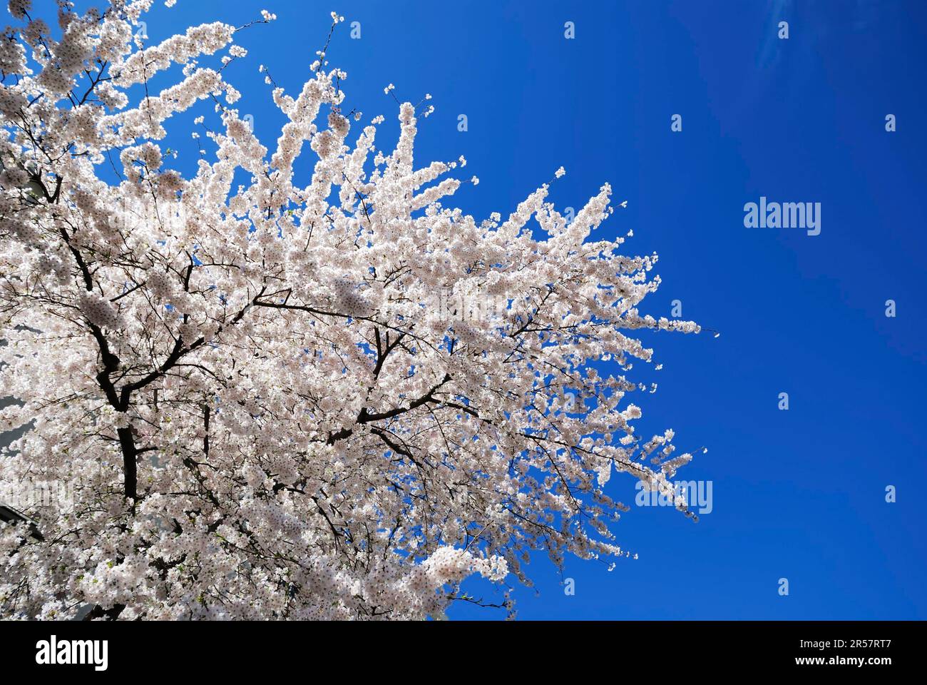 Spring time with a flowering cherry tree and blue sky Stock Photo - Alamy