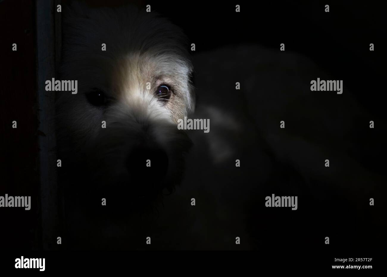Dog's face. Light on pet. Animal's eye. White coat Stock Photo - Alamy