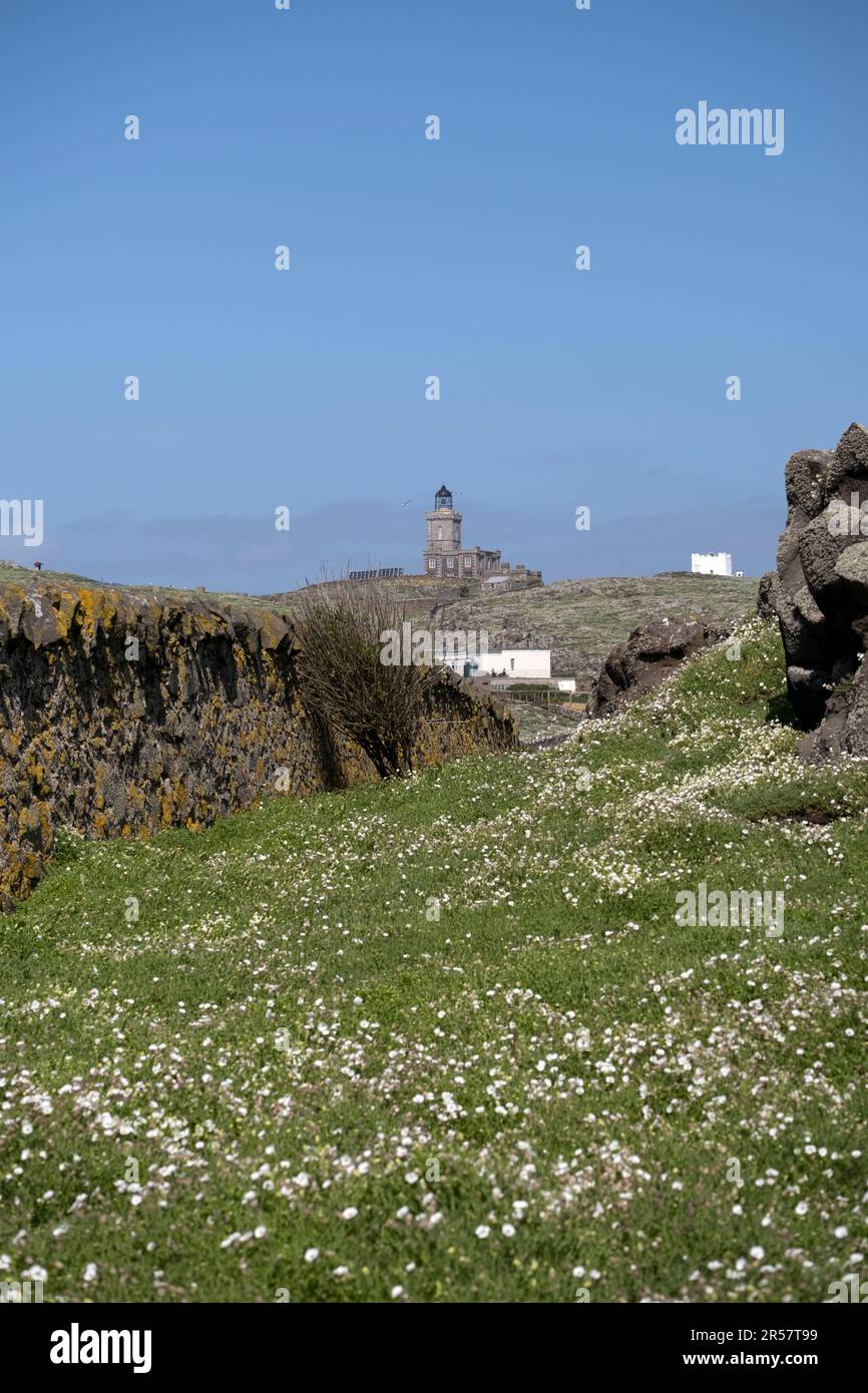 The beautiful nature reserve at the Scottish Isle of May Stock Photo ...