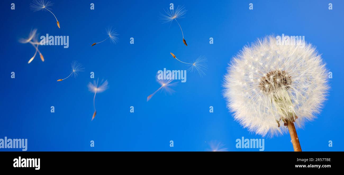 Overgrown dandelion hi-res stock photography and images - Alamy