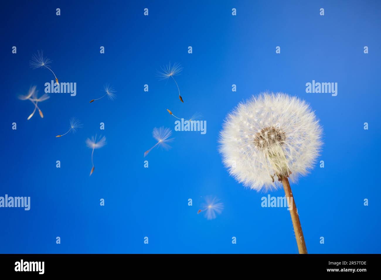 Overgrown dandelion hi-res stock photography and images - Alamy