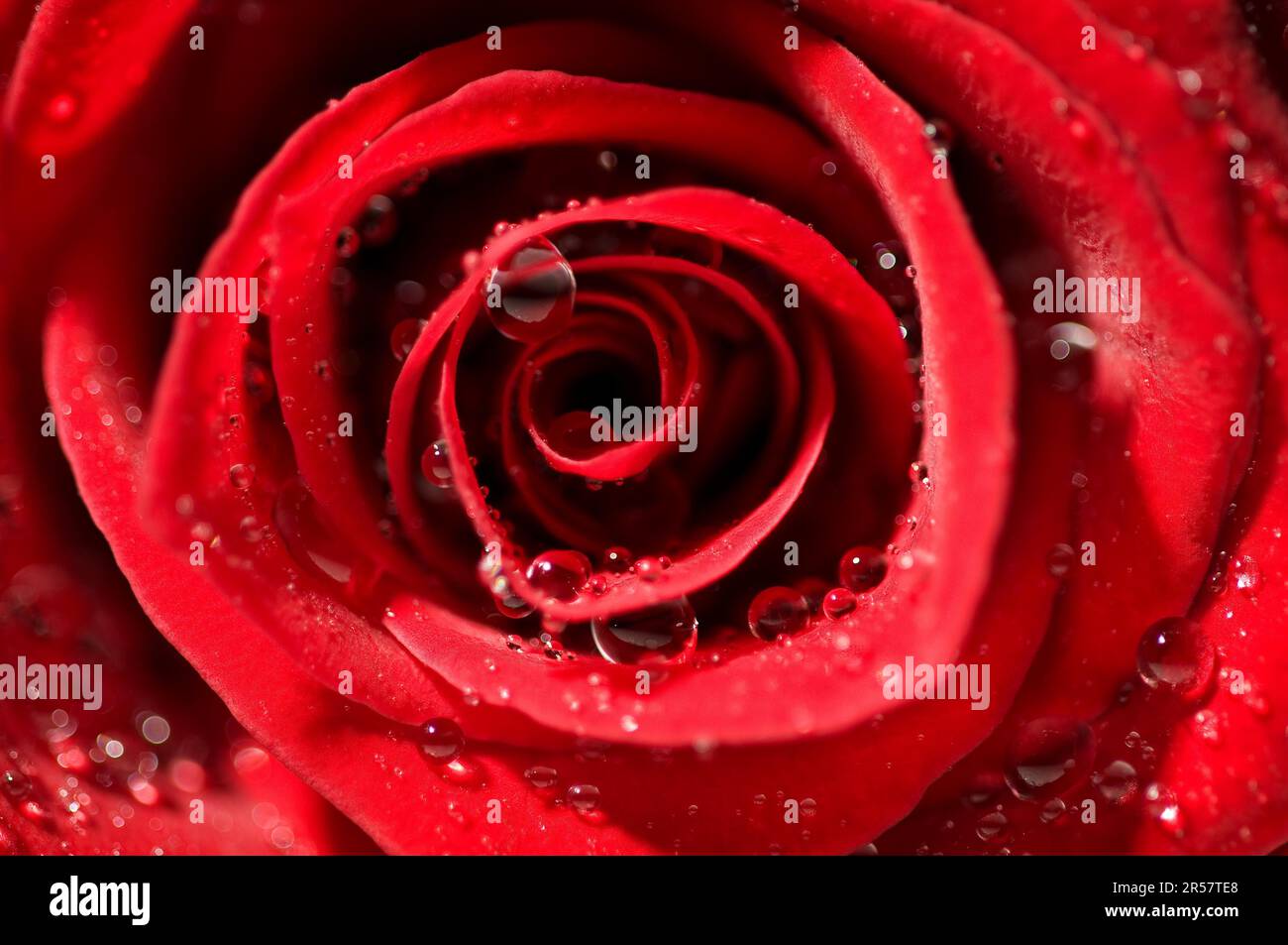 Wet rose macro hi-res stock photography and images - Alamy