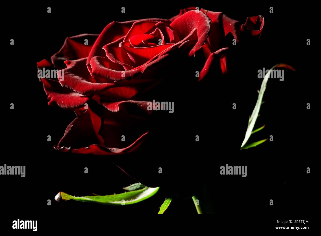 Red rose with strong contrast against black background Stock Photo - Alamy
