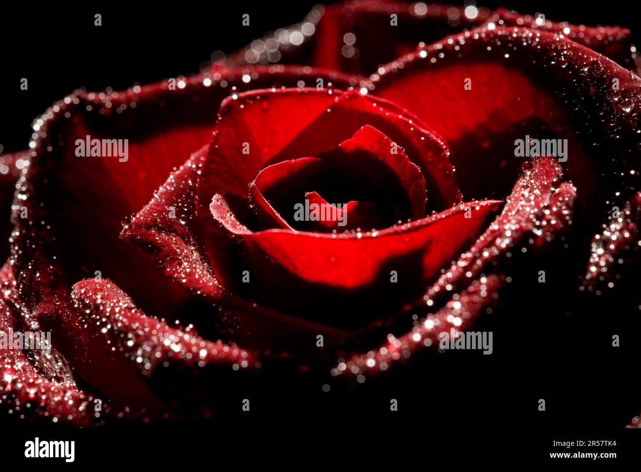 Red rose with strong contrast against black background Stock Photo - Alamy