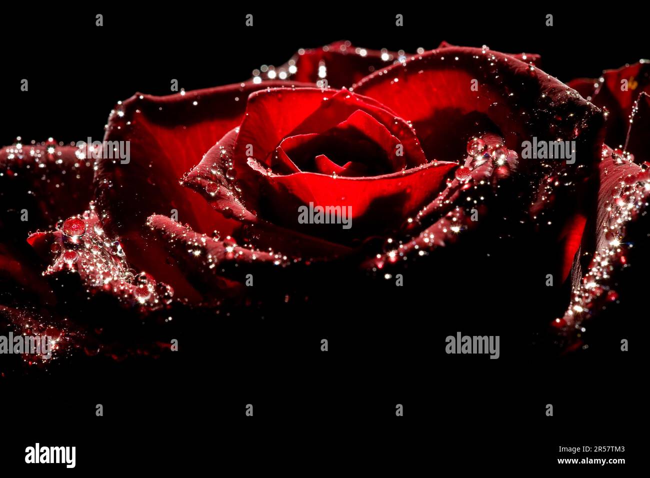 Black high contrast isolated hi-res stock photography and images - Alamy