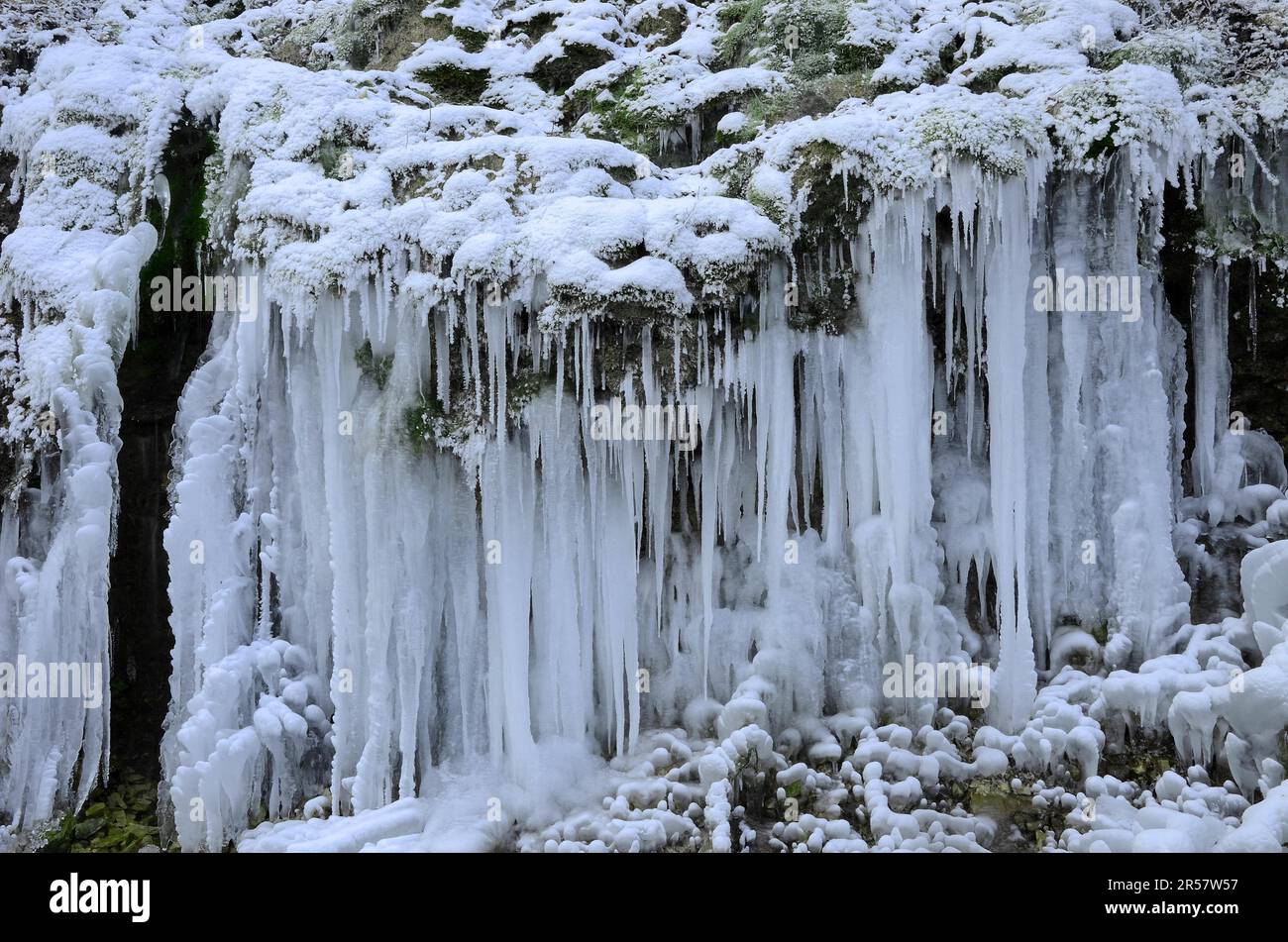 Freezing cold has caused water flowing down moss cushions to freeze ...