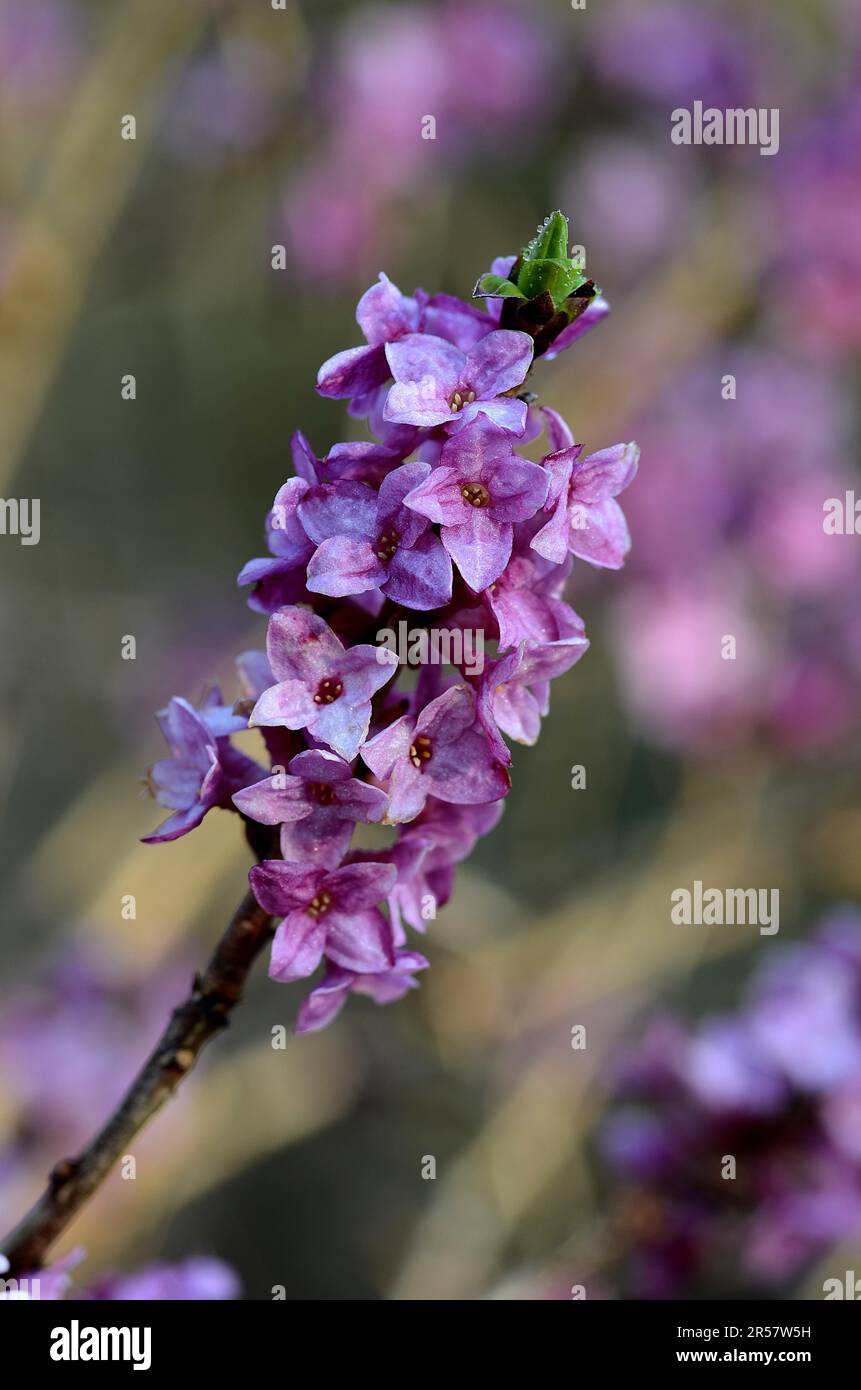 Daphne tree hi-res stock photography and images - Alamy