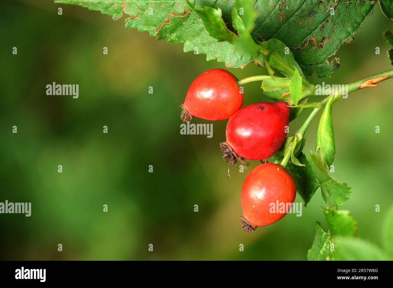 The fruit of the dog rose, rosehip Stock Photo - Alamy