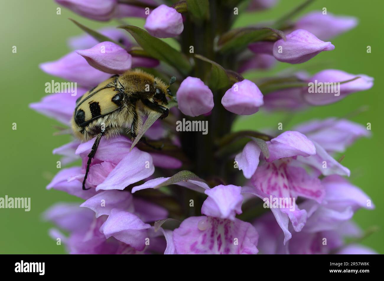 Beetle orchid hi-res stock photography and images - Alamy