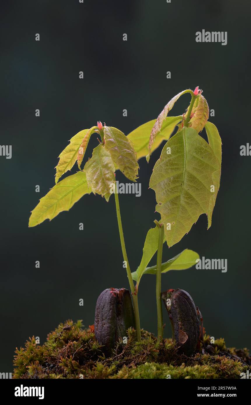 Red oak stretches its first leaves from the germinating acorn Stock ...