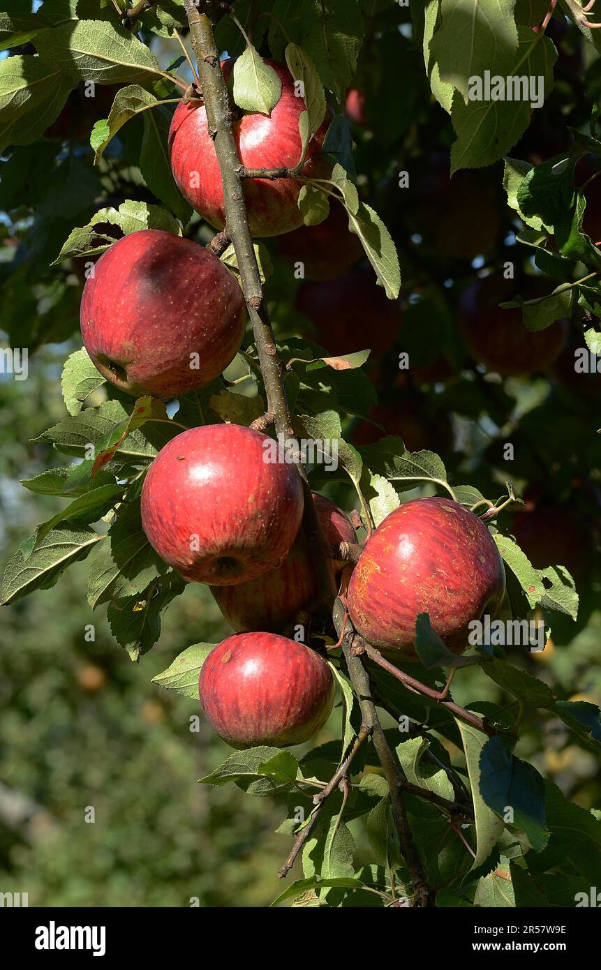 Red apple variety hi-res stock photography and images - Alamy