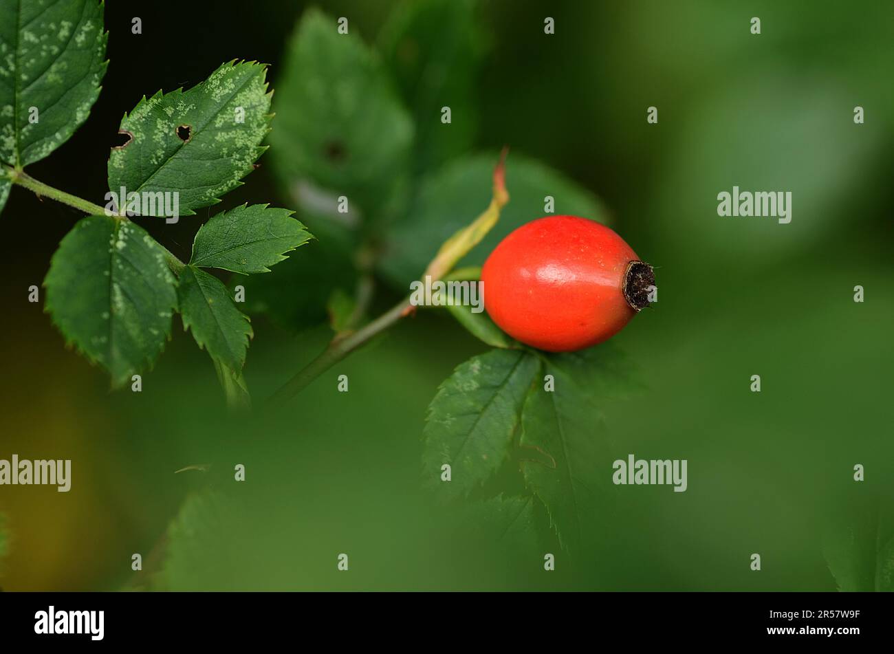 The fruit of the dog rose, rosehip Stock Photo - Alamy