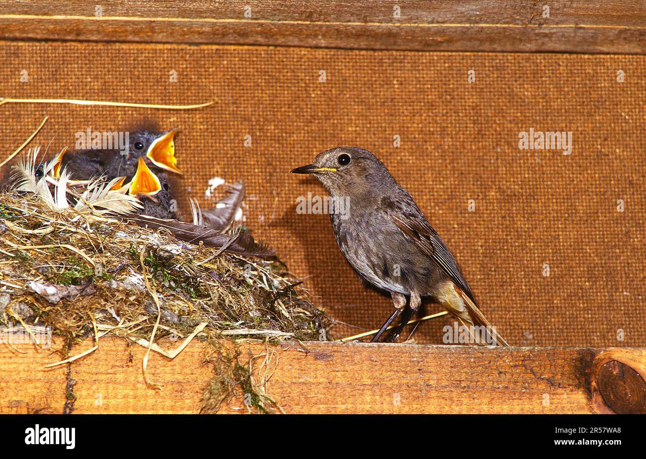 Juvenile redstart hi-res stock photography and images - Alamy