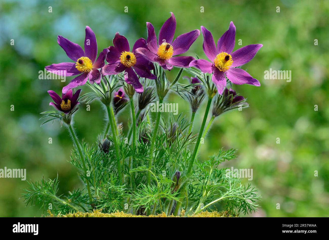 Pasque flower (Pulsatilla) vulgaris Stock Photo - Alamy