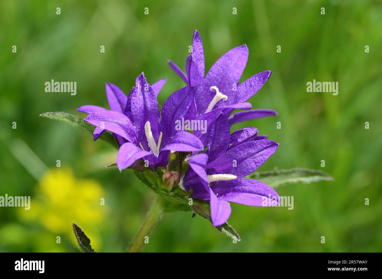Clustered bellflower (Campanula glomerata) Flower Close-up view Stock ...