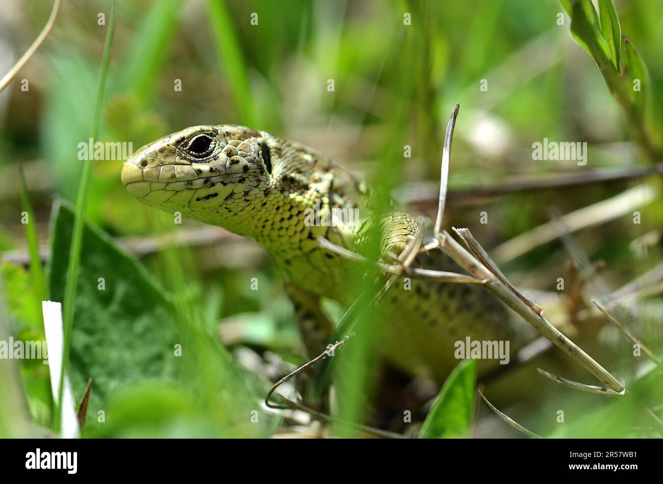 Sand lizard among low grass growth Stock Photo - Alamy