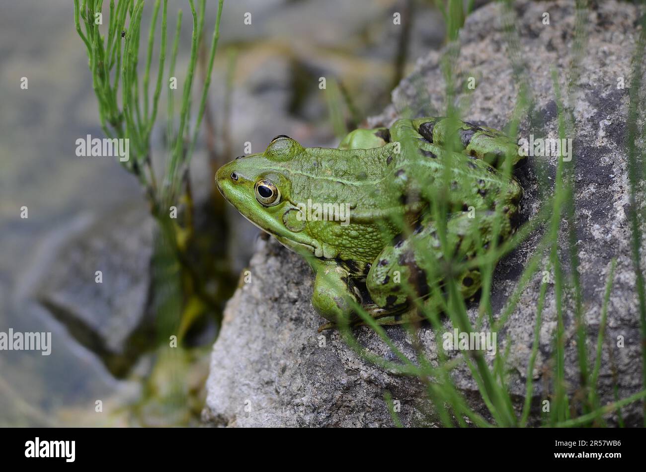Edible Frog sitting on the bank of a pond and sunbathing Stock Photo ...