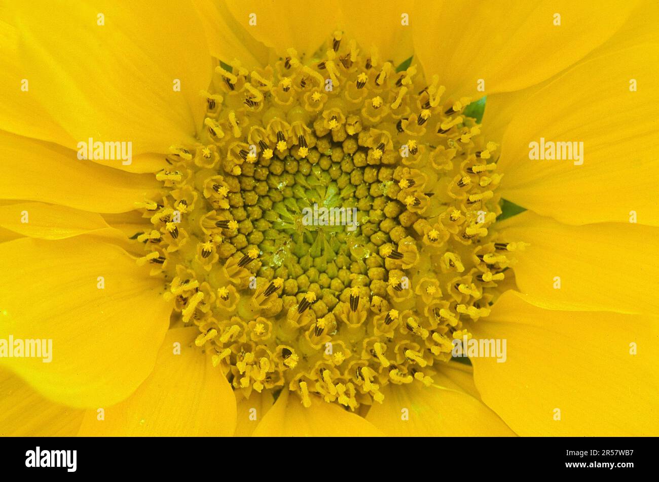 Inside of the sunflower very close Stock Photo - Alamy