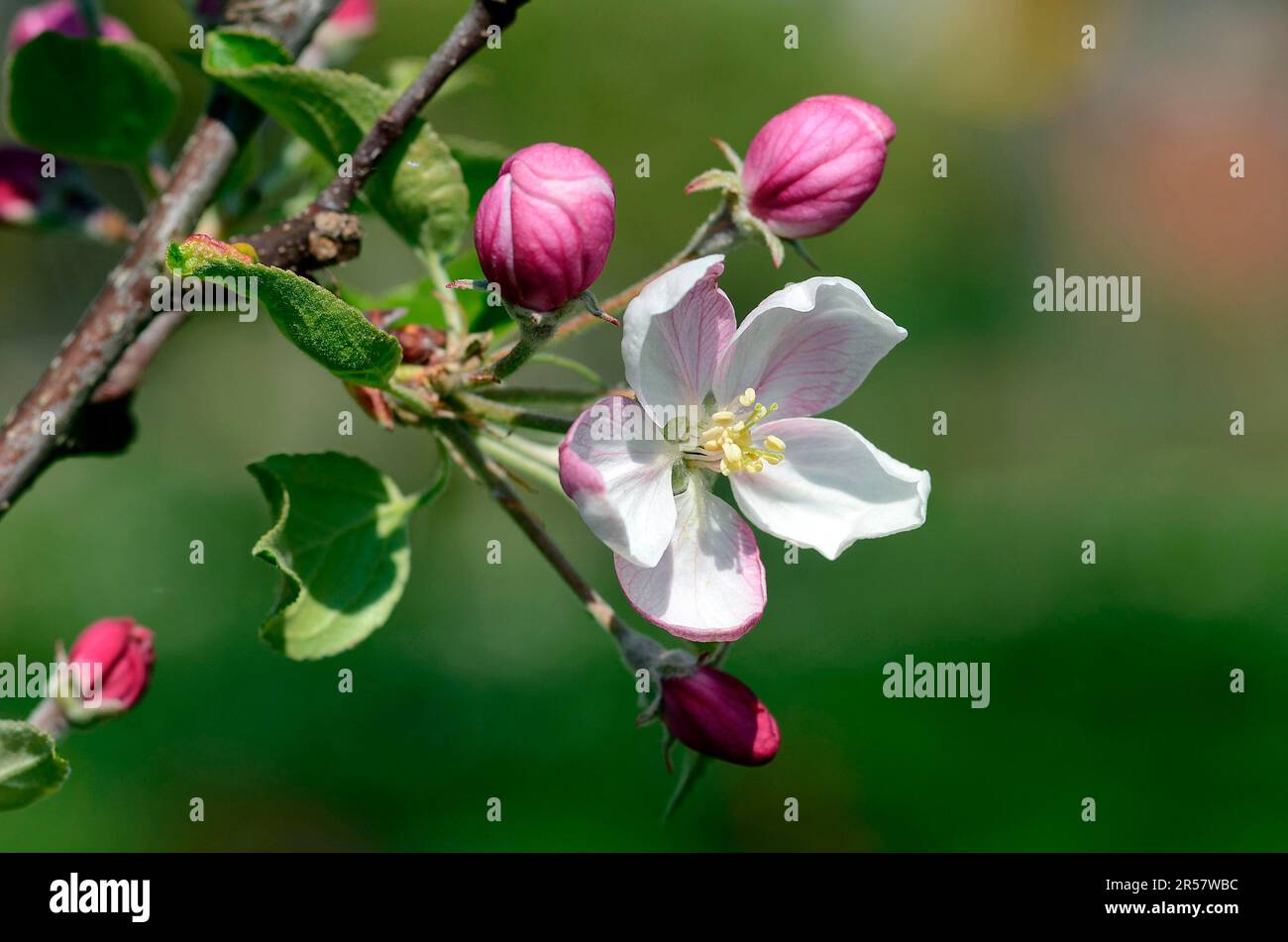 Apple blossom, apple tree, apple tree Stock Photo - Alamy