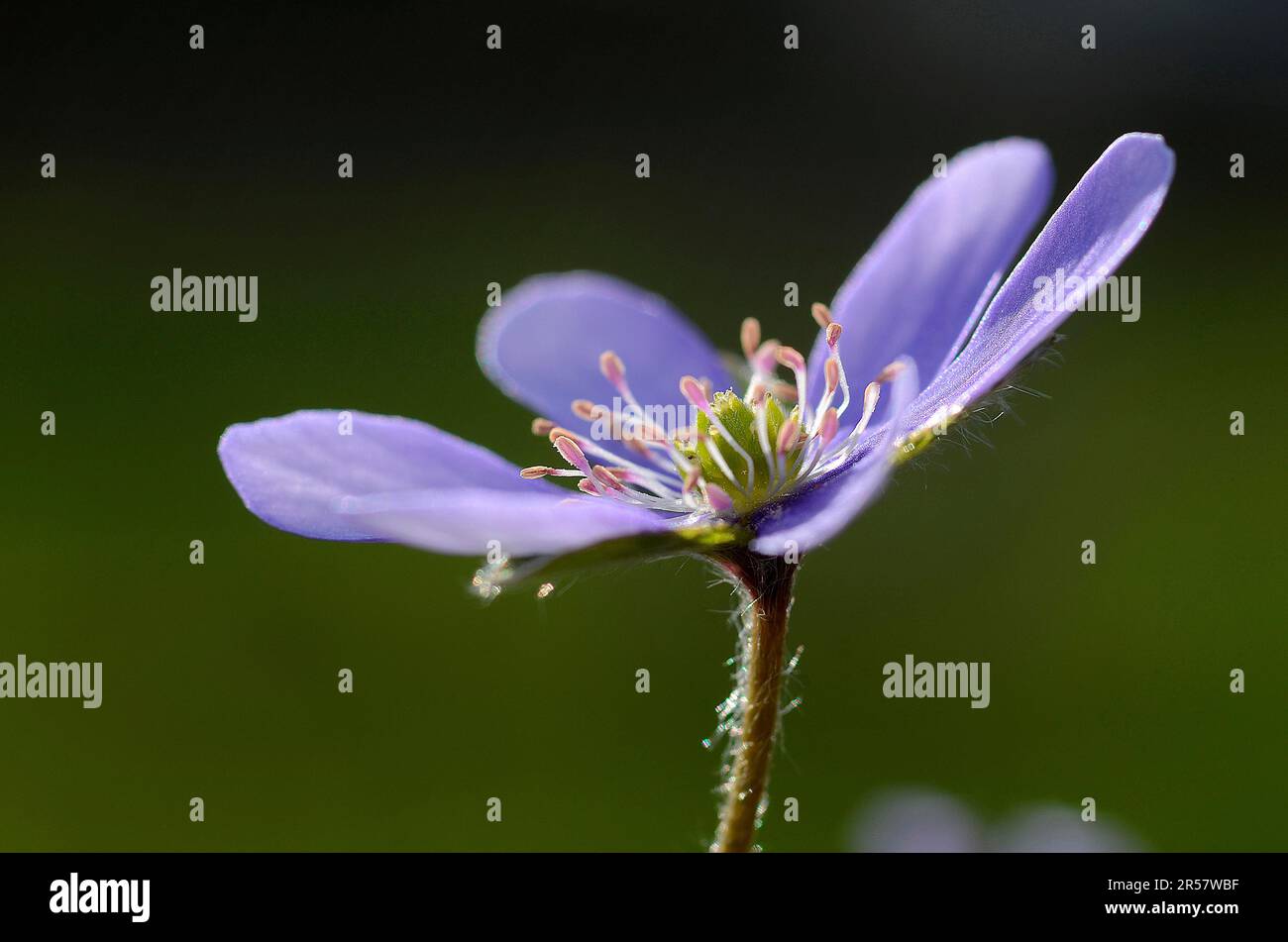 Liverwort (Hepatica nobilis), flower close-up Stock Photo - Alamy