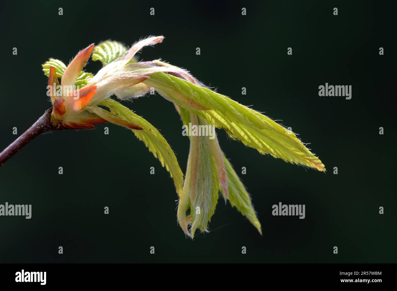 Leaf unfolding hi-res stock photography and images - Alamy