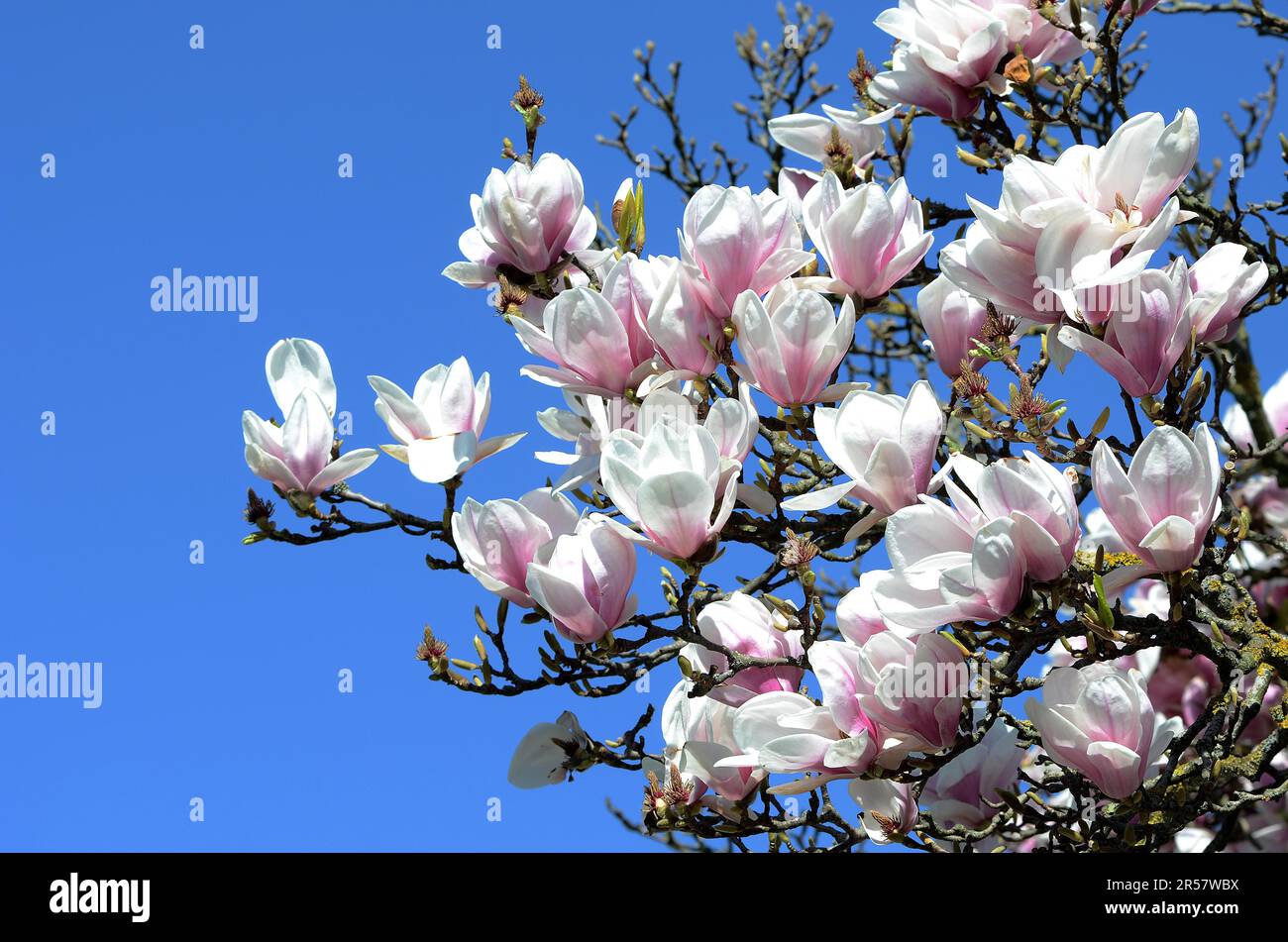 Tulip magnolia flowering plant hi-res stock photography and images - Alamy
