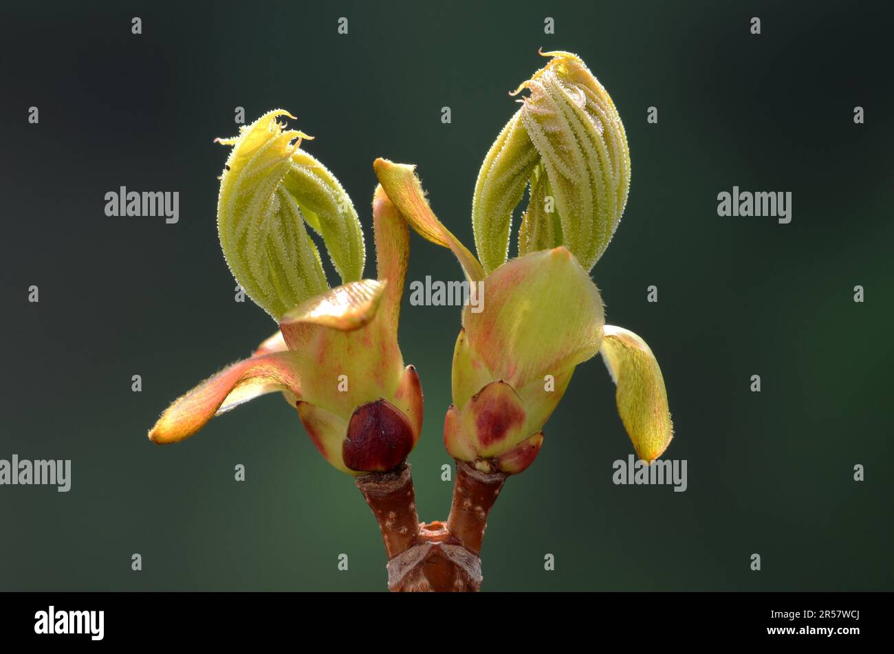The leaves of the Norway maple break through the buds Stock Photo - Alamy