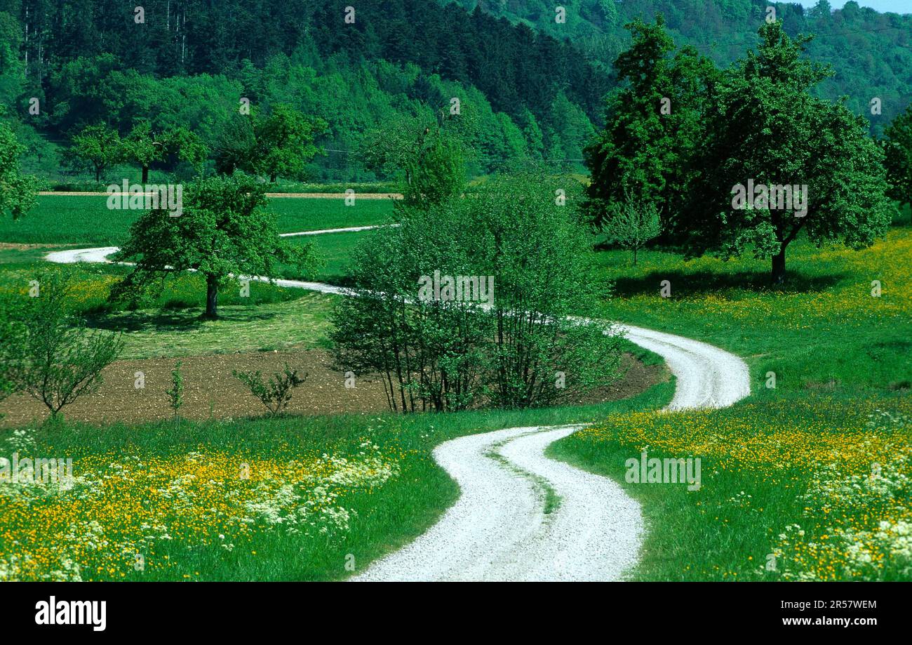Path through orchard hi-res stock photography and images - Alamy