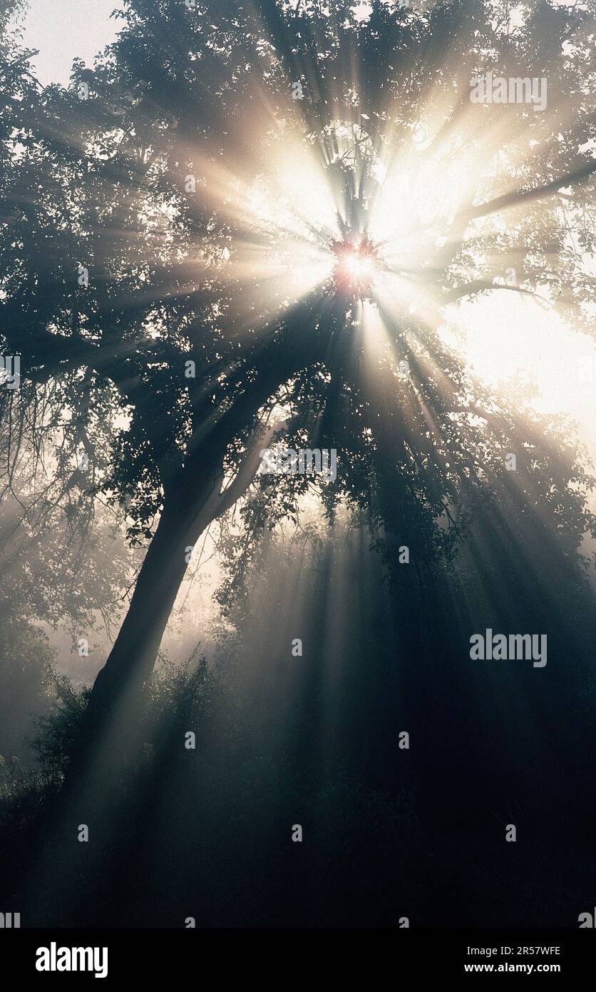 Rays of sunlight breaking in the branches of a tree, light mood Stock ...