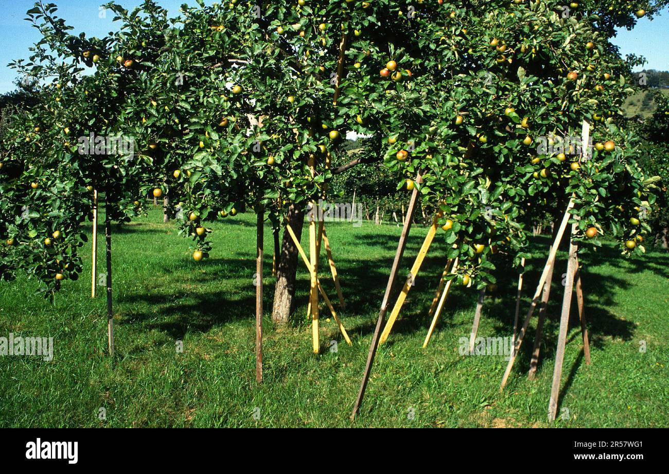 Apple tree propped up with fruit Stock Photo - Alamy
