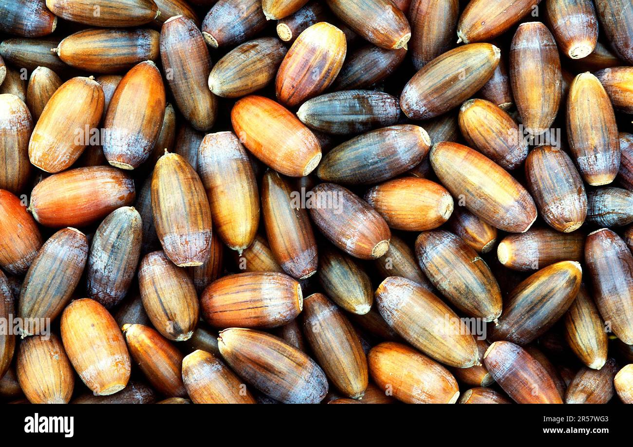 Acorns, oak (Quercus) fruit, nut fruit Stock Photo - Alamy