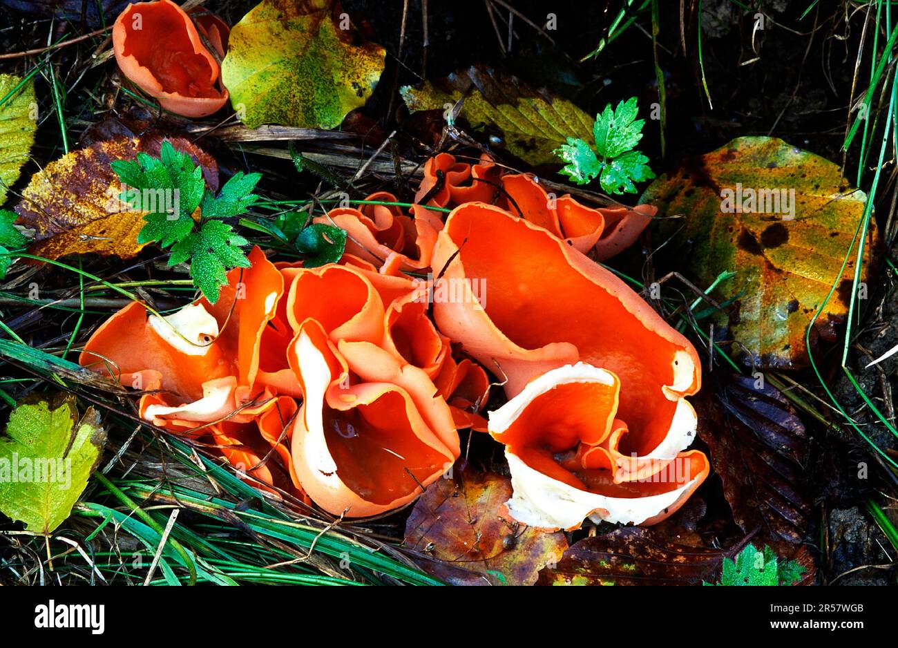 Scarlet elf cup (Sarcoscypha coccinea), scarlet cupling, ruby elfcup ...