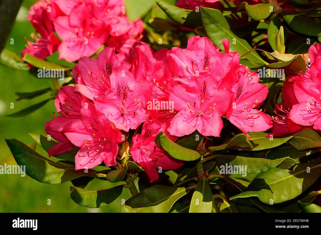 Close up view rhododendron plant hi-res stock photography and images ...